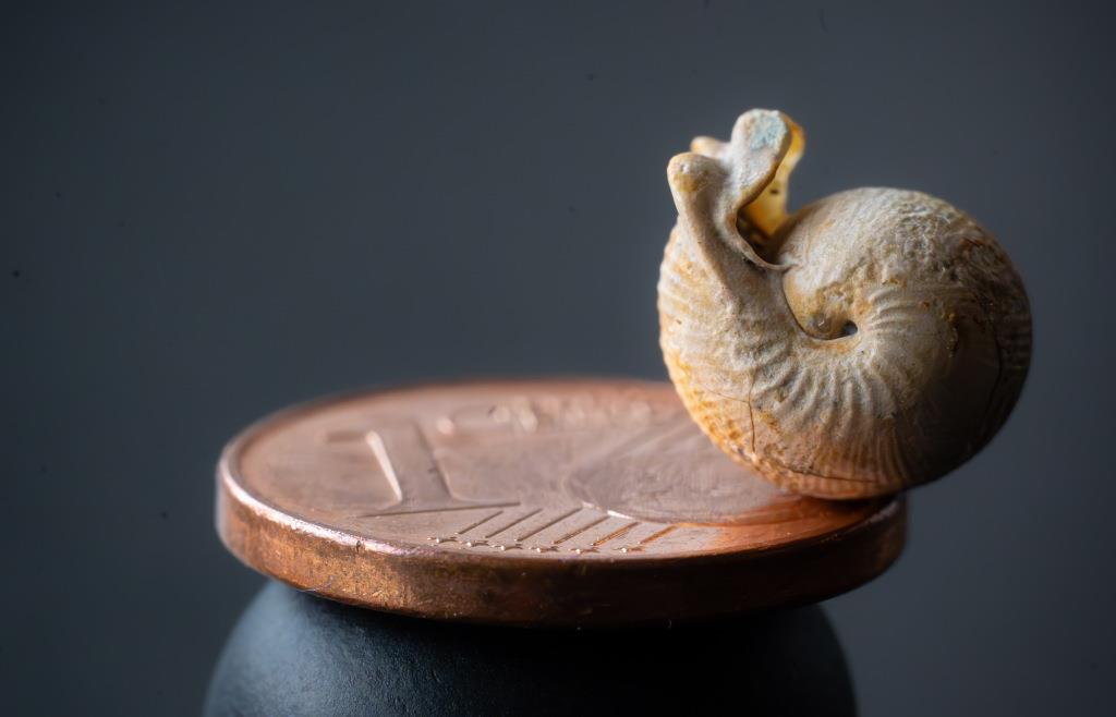 Denkendorfer Dinosaurier-Museum präsentiert zwei Neuheiten