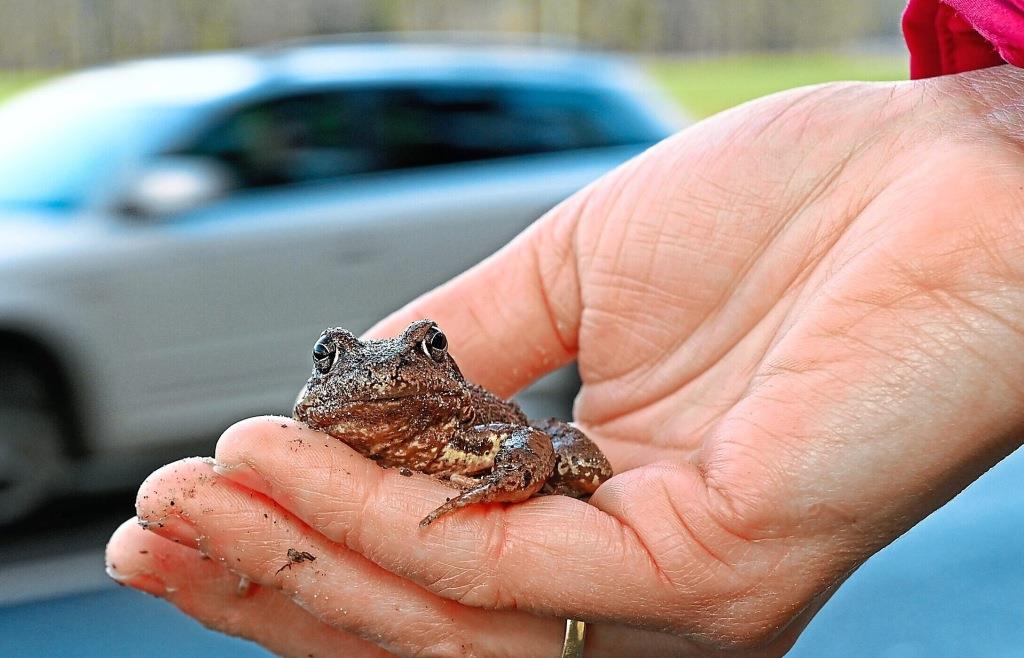 Frösche per Hand über die Straße getragen