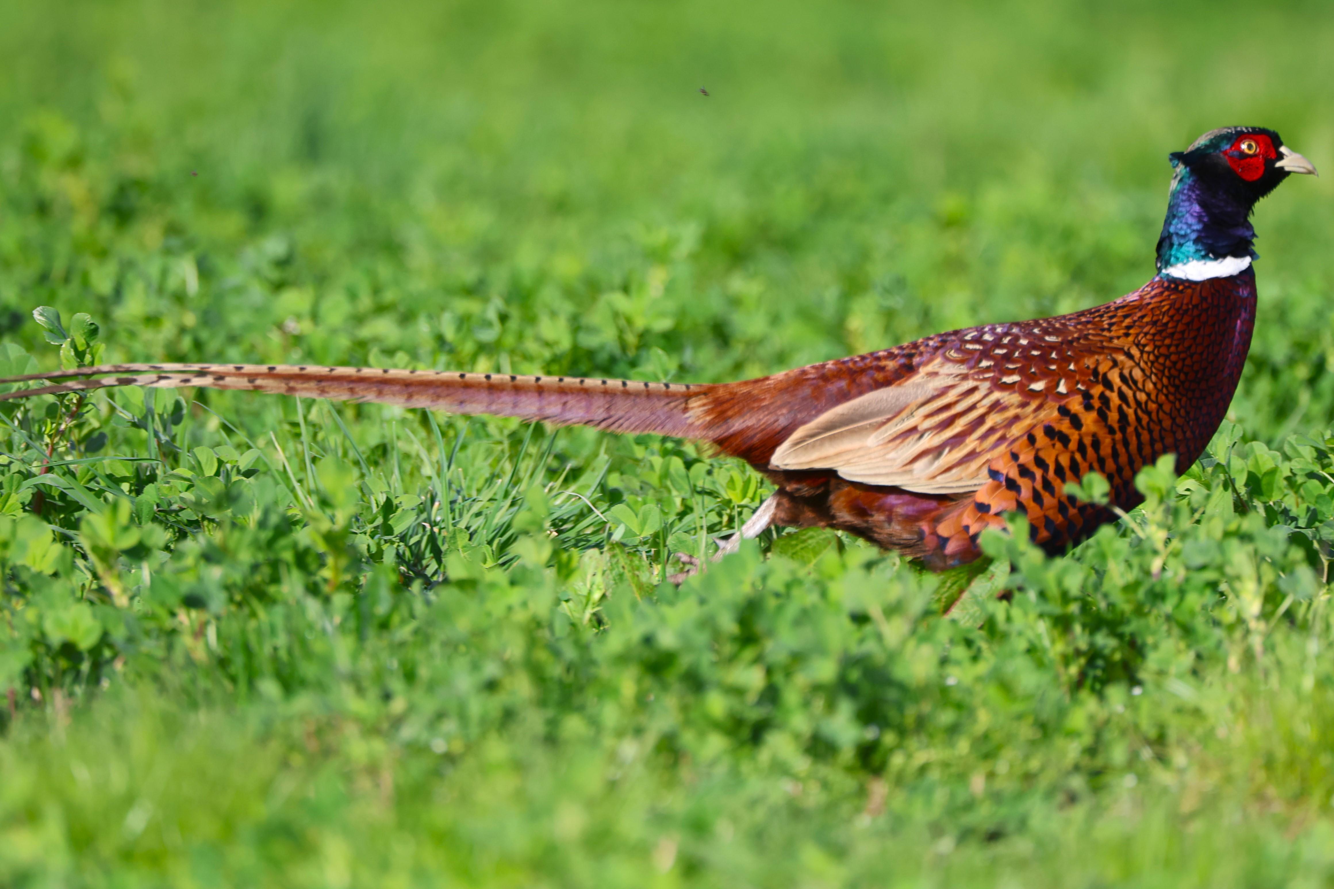 Bunter Gast im Ecknachtal