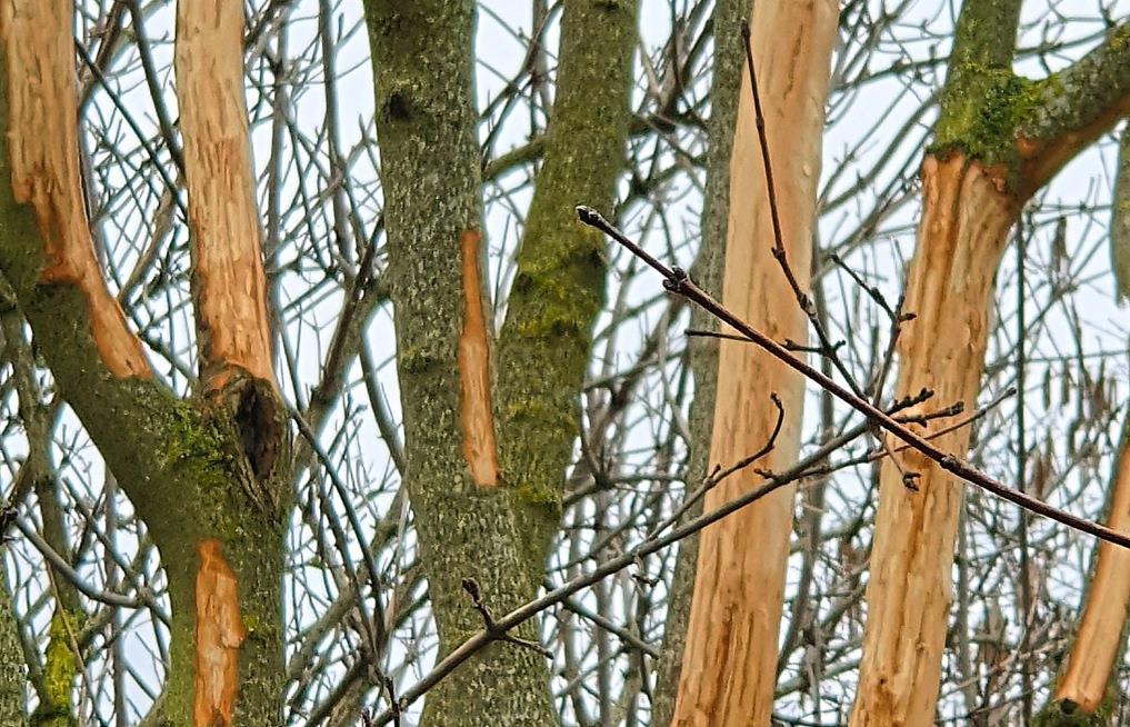 Rossstall: Sanierung mit Fingerspitzengefühl