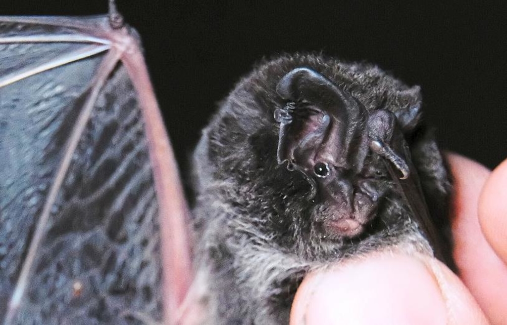 Der fliegende Mops: Seltene Fledermaus bei Unterbernbach entdeckt