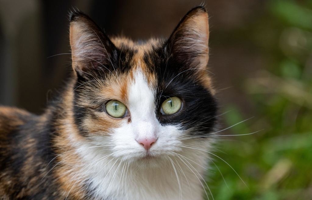 Projektil steckte noch im Körper: Katze in Böhmfeld angeschossen