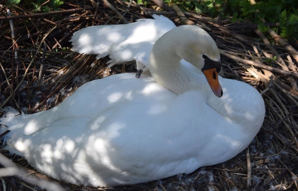 Schlägerei aus Sorge um einen Schwan am Altmühlufer in Eichstätt