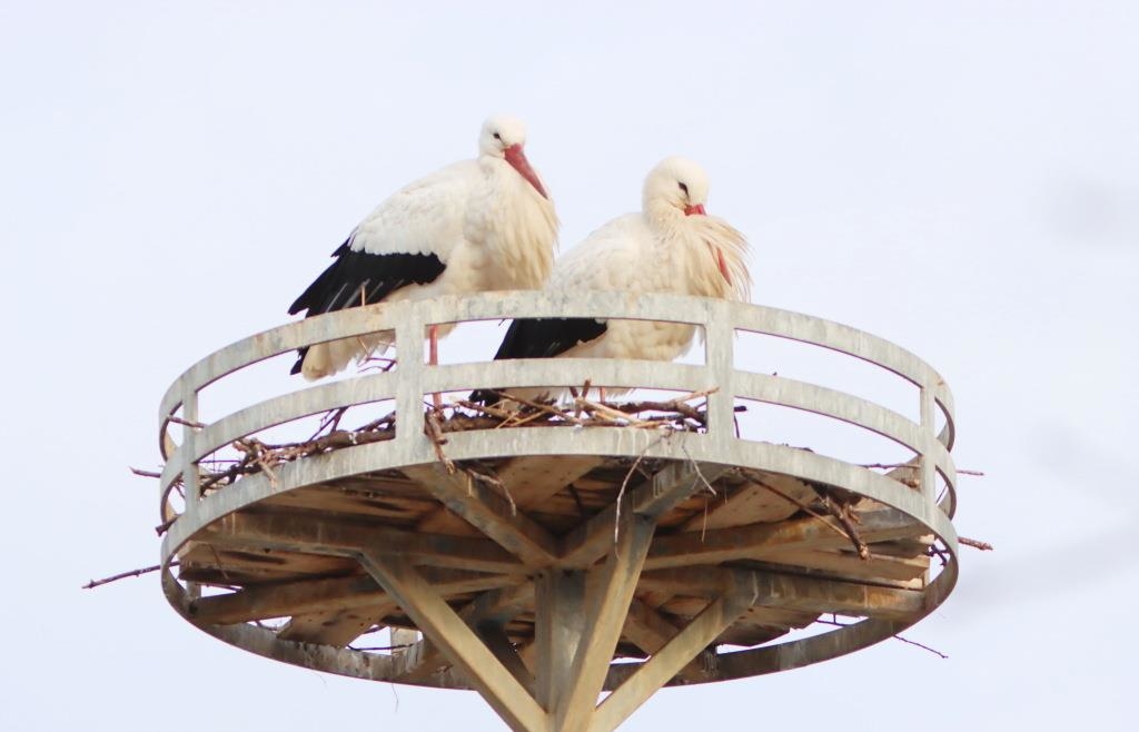 Dasinger Störche halten als einzige im Winter die Stellung
