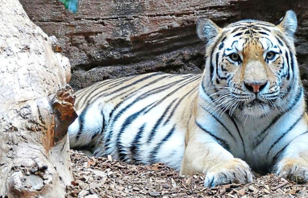 Akina statt Katinka: Der Weibchen-Wechsel hat auch Auswirkungen auf Besucher des Nürnberger Zoos