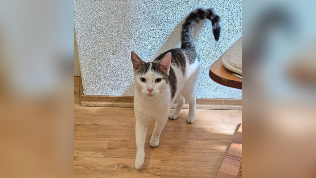 Katze mutwillig ausgesetzt