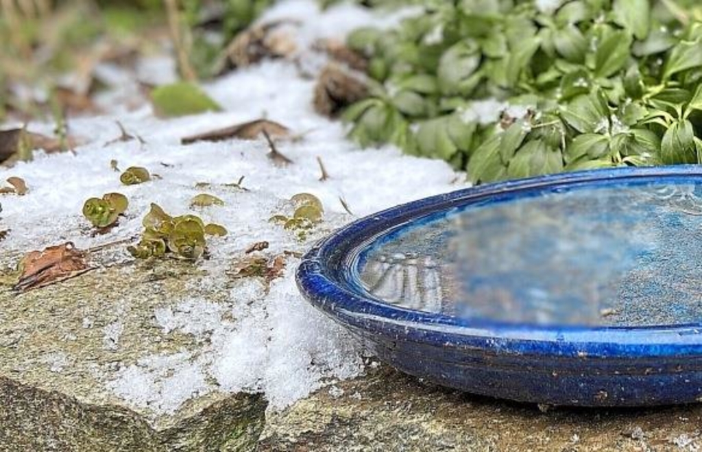 Bund Naturschutz gibt Tipps – Kerze hilft, die Vogeltränken eisfrei zu ...