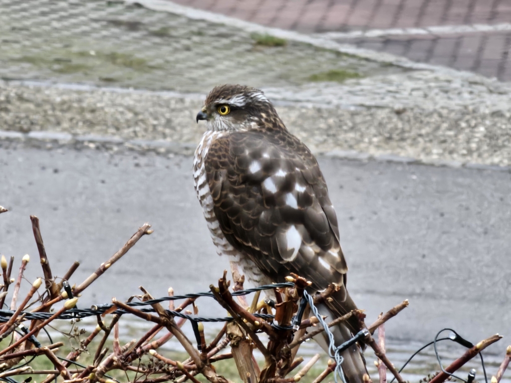 Sperber zu Besuch