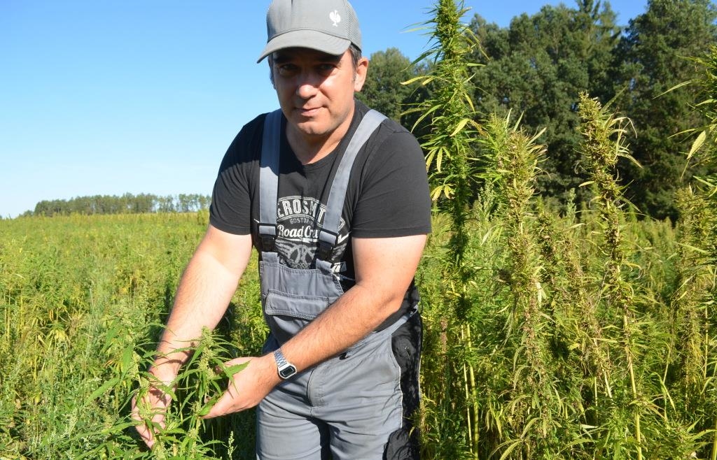 Landwirt Christian Rehm baut in Laimerstadt Cannabis an – Er ist gegen ...