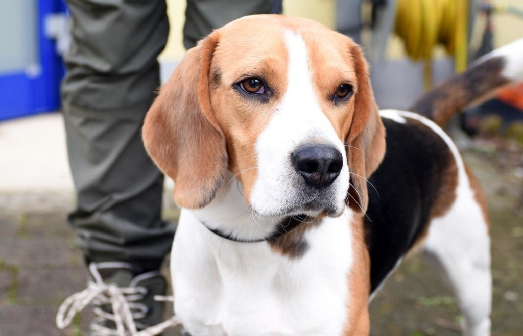 Beagle „Sherlock“ wartet im Pfaffenhofener Tierheim auf ein neues Zuhause