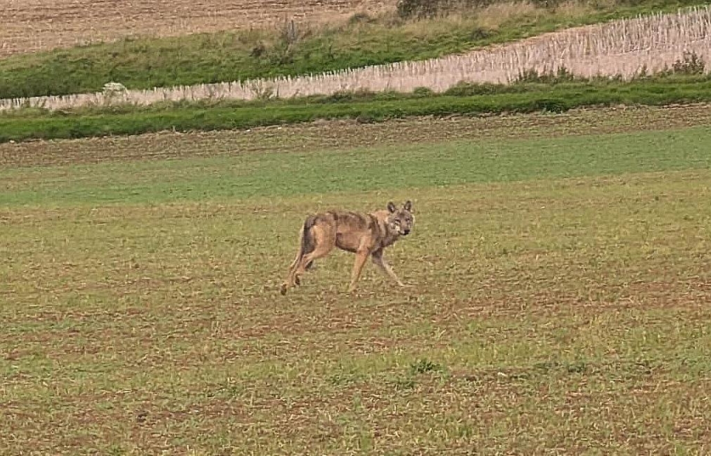 Wolf in der Marktgemeinde Altmannstein angekommen?