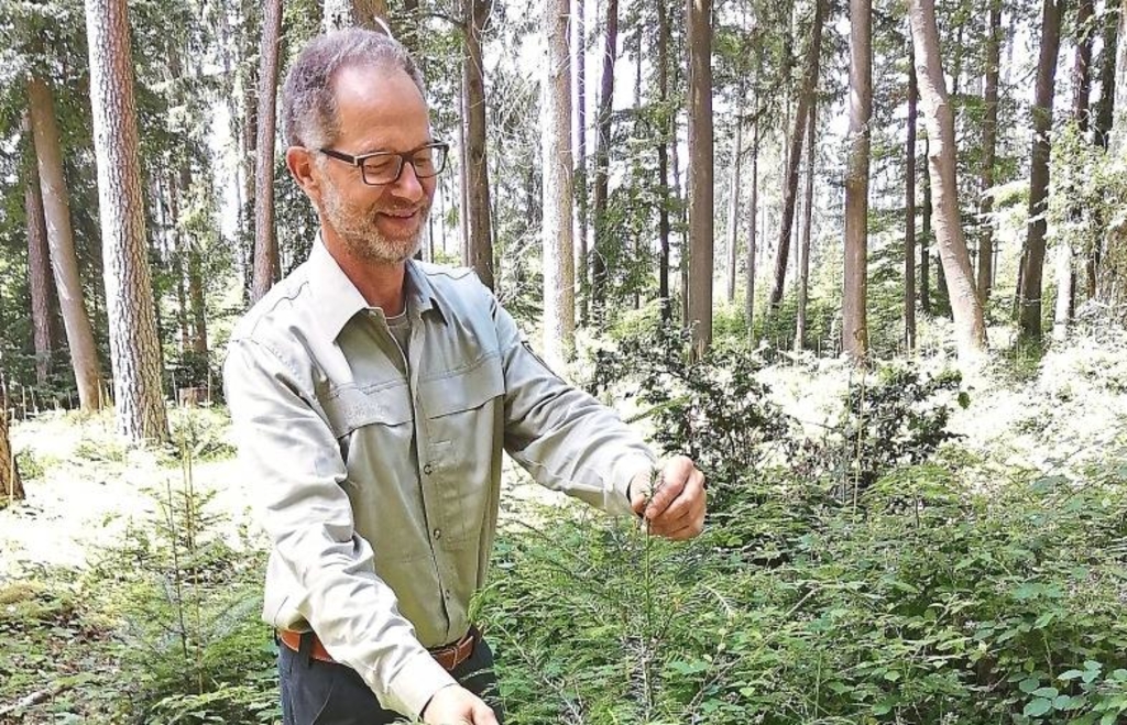 Neue Baumarten sollen den Dietfurter Wald retten