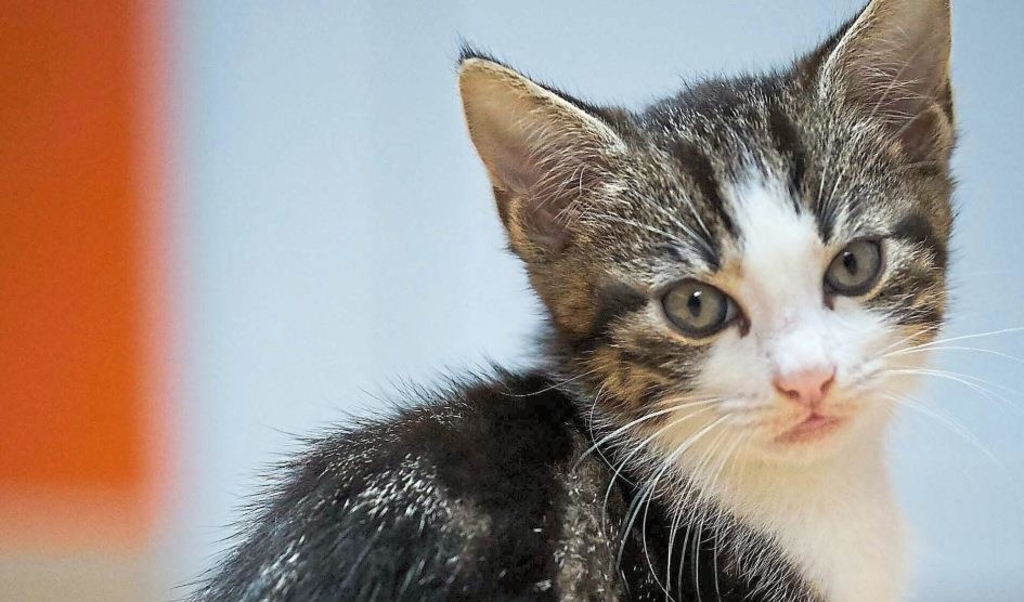 Stubentiger im Doppelpack: Katzen warten in Eichstätt auf neues Zuhause