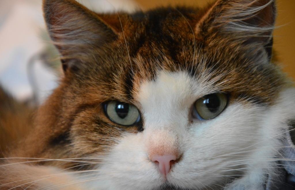 Zwei Projektile im Körper: Tierquäler schießt in Pilsach mit Luftgewehr auf Katze