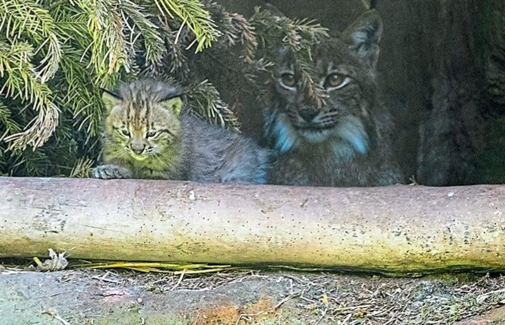 Luchs-Weibchen Desari bringt im Nürnberger Tiergarten zwei kleine ...